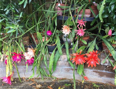 From Zero To Six Epiphyllums Move In