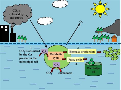 Frontiers Overview Of Carbon Capture Technology Microalgal OFF