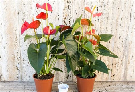 Flamingo Lily Anthurium Plant Care Guide School Of Garden