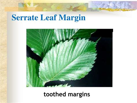 Ppt Vascular Plants With Seeds Powerpoint Presentation Free Download