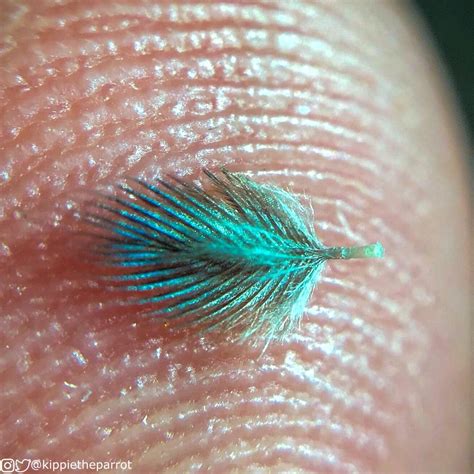 75 Ridges Rhumanforscale