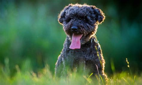 Pumi Dog 3 Breeds Ready For New Spot At Westminster Dog Show
