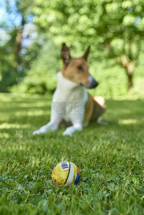 进行中球体狗柯利牧羊犬平滑的垂直画幅球公园褐色休闲活动