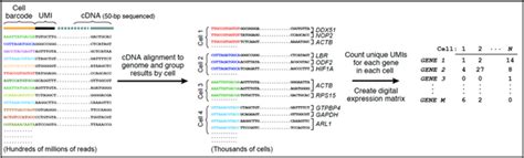 HuBMAP single cell & bulk ATAC Sequence Data | HuBMAP