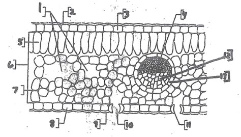 Leaf Cross Section Diagram Quizlet Leaf Cross Section Diagram Quizlet