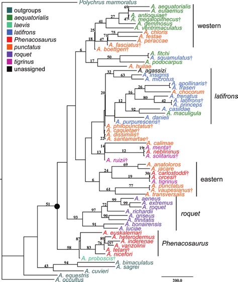 Most Parsimonious Tree Inferred With The Combtorres Freq Combined Data