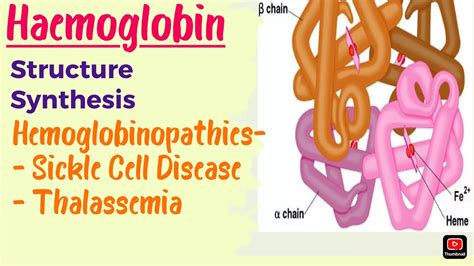 Hemoglobin Structure Synthesis Function And Hemoglobinopathies