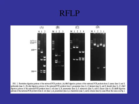 Introduction To Bioinformatics Ii Ppt Download