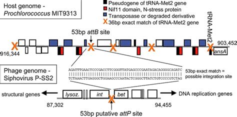 Schematic Representation Of Genome Regions Surrounding The Putative