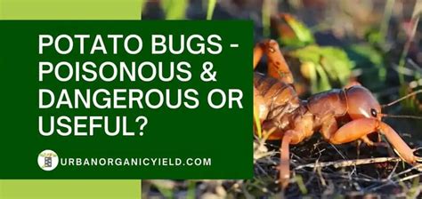Are Potato Bugs Bite Poisonous And Dangerous Or Useful For Garden