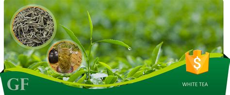 Company Overview - Fujian Province Guang Fu Tea Co., Ltd.