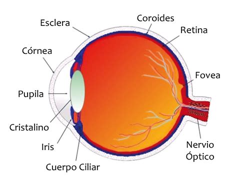 Partes Del Ojo Y Sus Funciones Fnwtxc