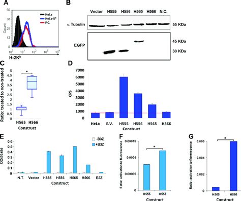Analysis Of Transiently Transfected Hela Cells A Flow Cytometry