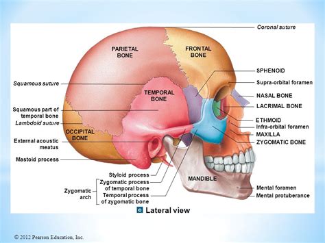 Head Neck And Face Muscles Ppt Video Online Download