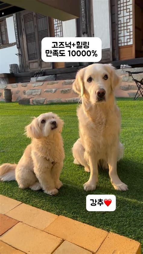 잉글리쉬크림 골든리트리버 백설이네 ️ 토리가 원래 조용한 강아지인가 했는데 백설이가 온 후로 완전히 달라졌다😂🥹 ️🐶🐶 둘째입양 고민하시는 분들 펫샵은 지양해주세요