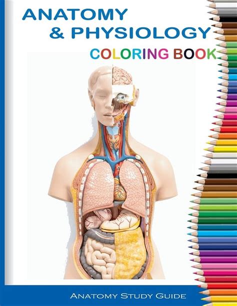 Anatomy Revision Guide