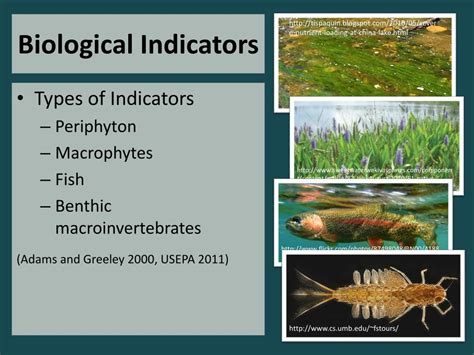Ppt Developing Macroinvertebrate Biological Indicators Of Land Use In