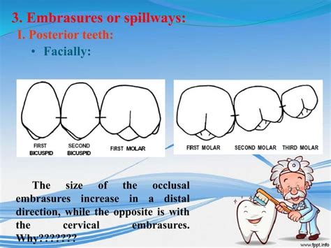 Physiologic Tooth Part 1 Pptx