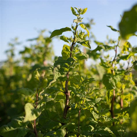 Orach Ruby Gold Floret Library