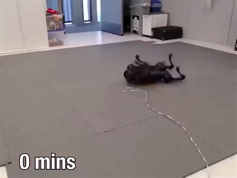 Video How Thangapandi Durai Trained A Four Legged Robot For Walking