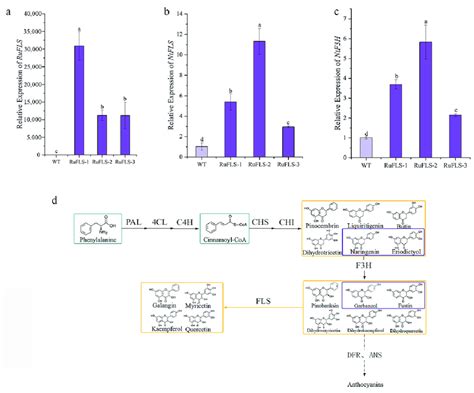 Expression Patterns Of Flavonoid Biosynthesis Pathway Genes In WT And