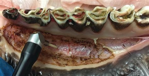 Fundamental Principles Pocket Dentistry