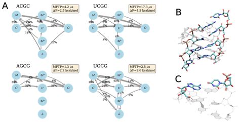 Results With The Amber Force Field Panel A Flux Of Fraying Download Scientific Diagram