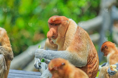 长鼻猴或鼻幼虫