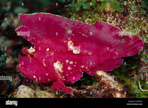 Leaf Scorpionfish Taenianotus Triacanthus Portrait Venomous Reef