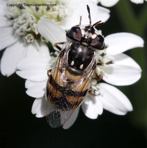 Syrphid Copestylum Marginatum Bugguidenet