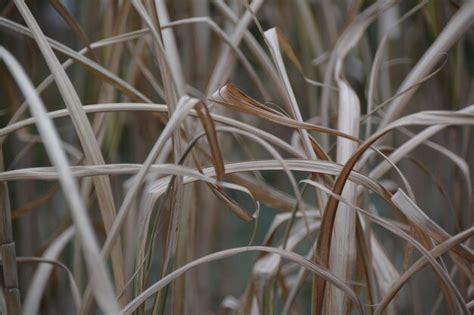 Close Up Of Grass Premium Photo