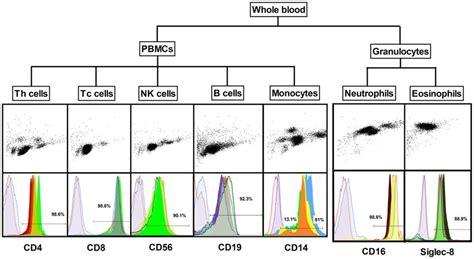 Schematic Presentation Of The Isolation Protocol And Purity Of The Cell Download Scientific