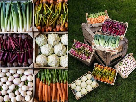 Breton Mini Vegetables Are Back After A Break Of Several Months • Eastfruit