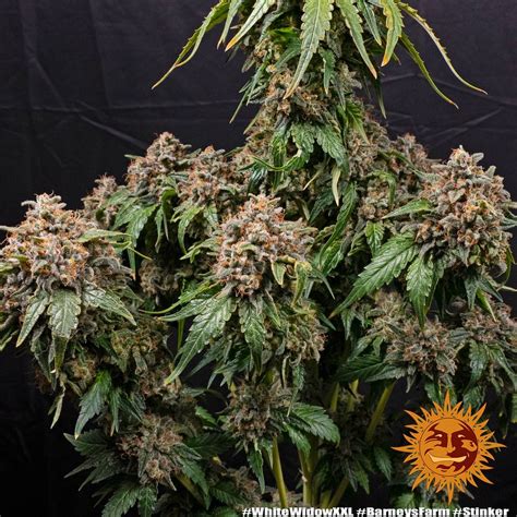 Buy White Widow Xxl Feminized Seeds By Barneys Farm In America