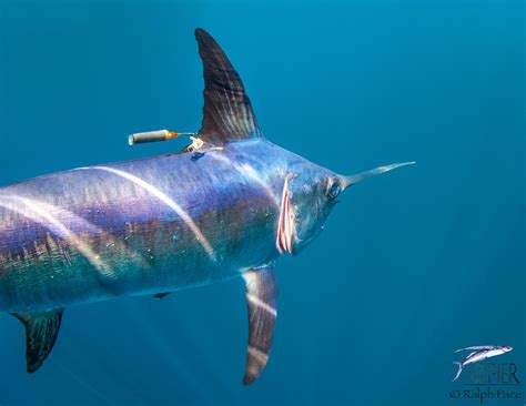 Swordfish Pfleger Institute Of Environmental Research