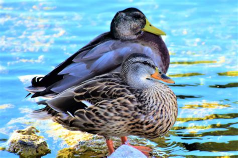 Marina Ducks Street Scenes Travel Photography Colorado River