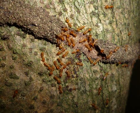 Wood Termites Groupe Berkem