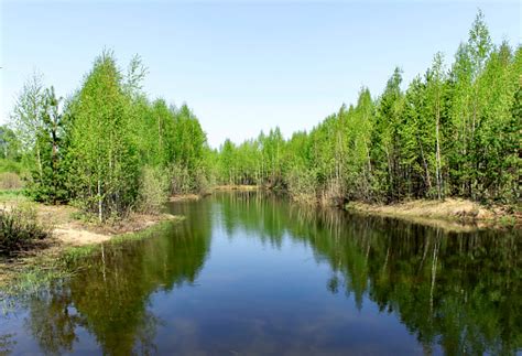 Skog Sjö Strand Landskap I Solig Dag Sommar Skogs Sjö Strand Panorama