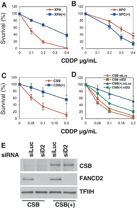 Tc Nerdeficient But Not Gg Ner Deficient Cells Are Sensitive To