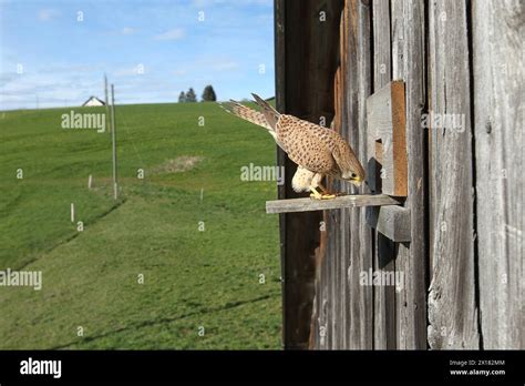 Common Kestrel Falco Tinnunculus Female Inspecting Breeding Site A