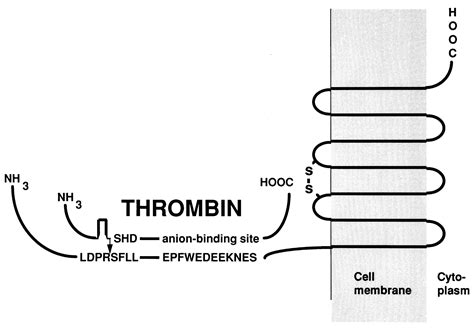 Thrombin And Proliferation Of Vascular Smooth Muscle Cells