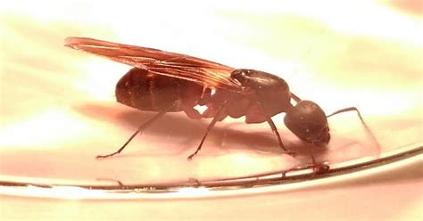 Ant Album On Imgur