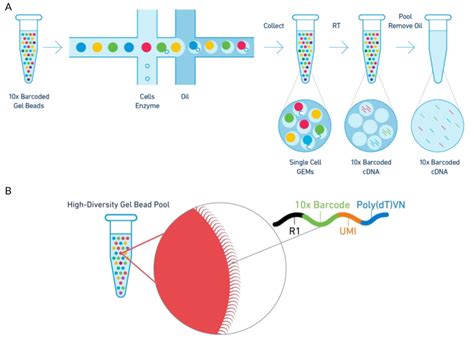Cell Fixation And Preservation For Droplet Based Single Cell