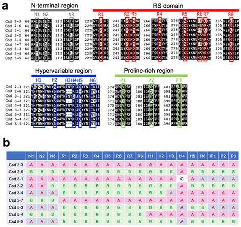 In Vitro Comparison Of Sex Specific Splicing Efficiencies Of Fem Pre