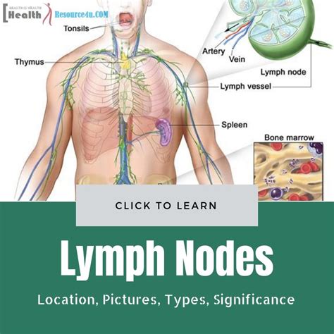 Chart Of Lymph Nodes Interactive Chart Tools