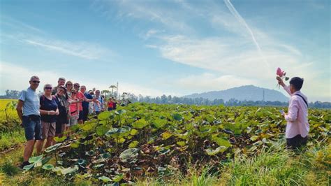 Exploring The Best Delicate Art Of Lotus Root Harvesting In Chau Doc