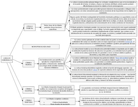 Cuadro SinÓptico De Las Funciones De Los LÓbulos