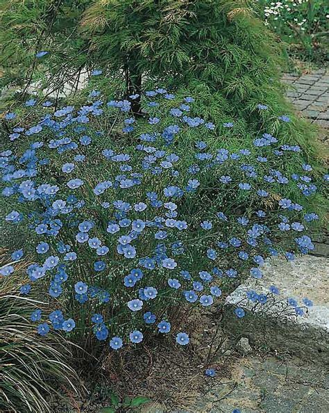 Blue Flax