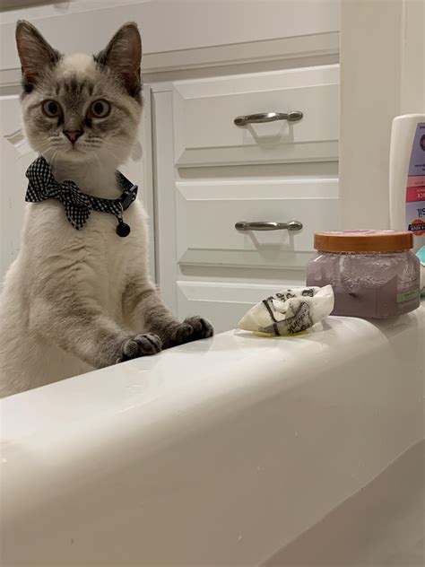 1141 Best Cute Kitty Images On Pholder Aww People Fucking Dying And