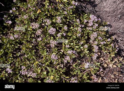 Prostrate Ceanothus Ceanothus Prostratus At About 2200m Crater Lake